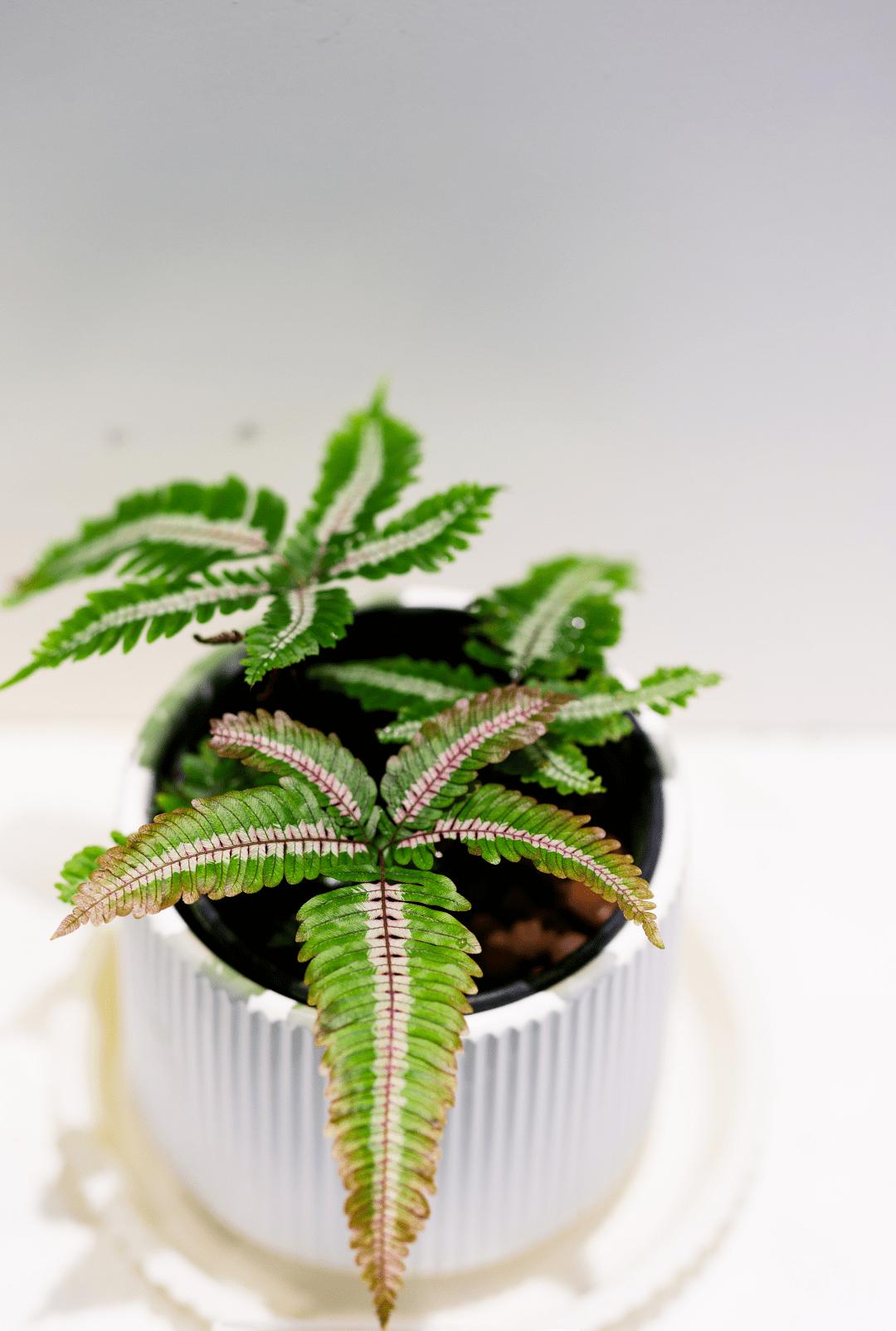 Back in time! Shanghai Chenshan Botanical Garden displays 100 kinds of ...