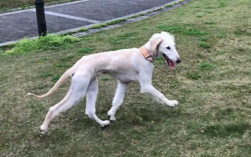 What are the endemic canids in China? Among them is the prototype of ...