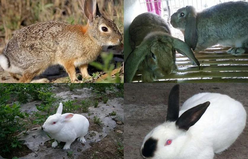 It is said that this is the best "that bite" for Sichuanese - iNEWS