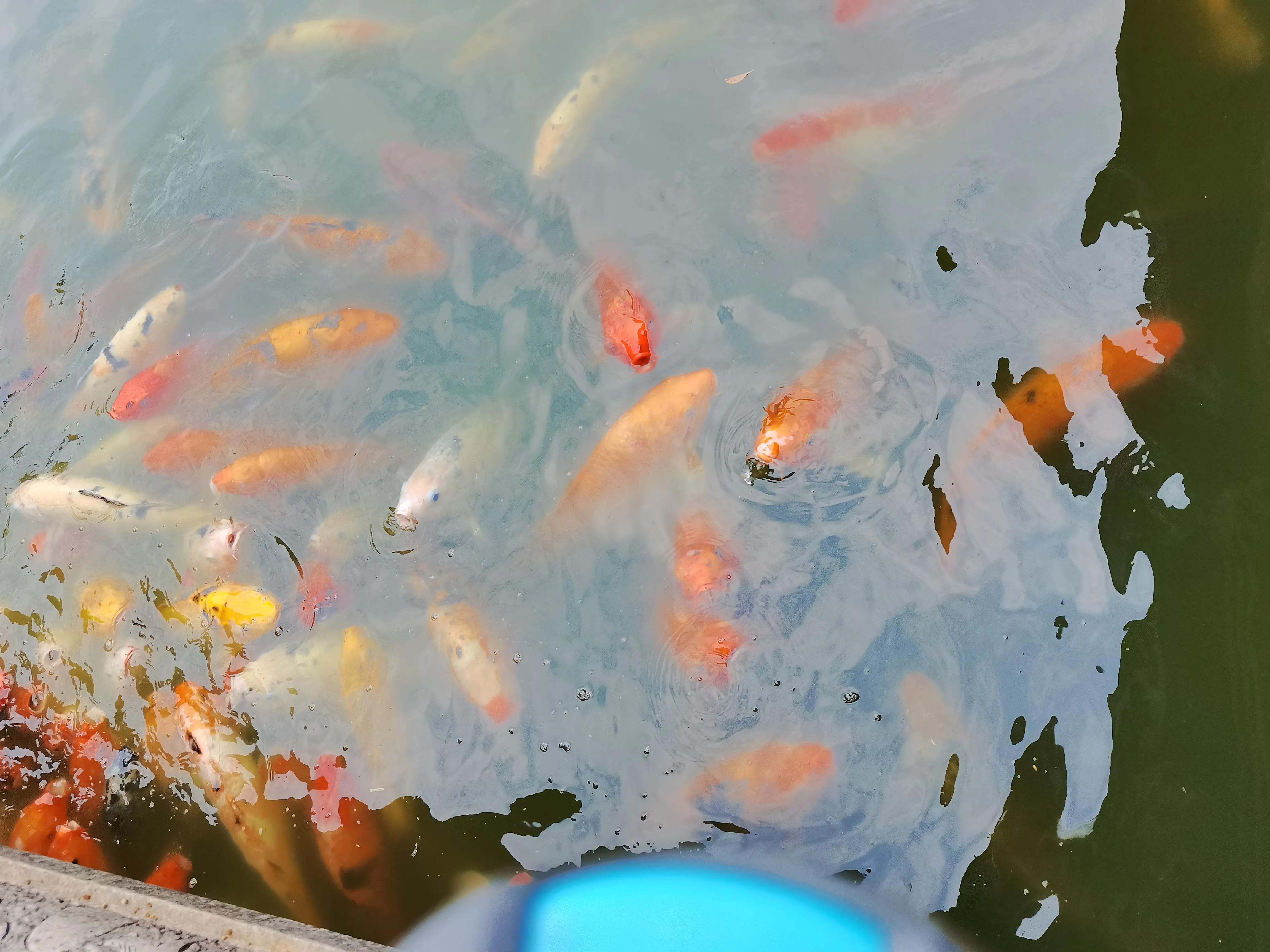 Fisherman's Pride Koi (Yan Shu Body) - iNEWS