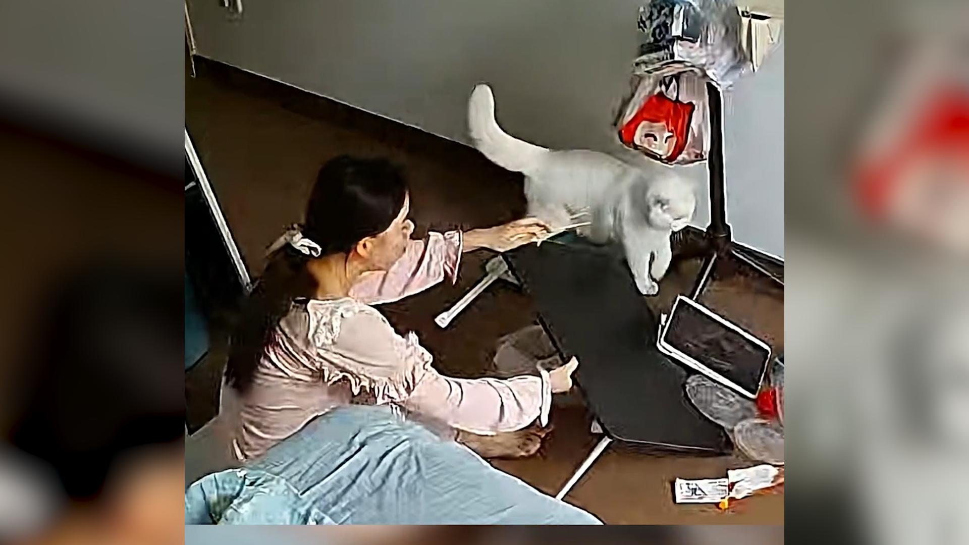 Dogs walk with their buttocks, grass mud horses spit, and take stock of ...