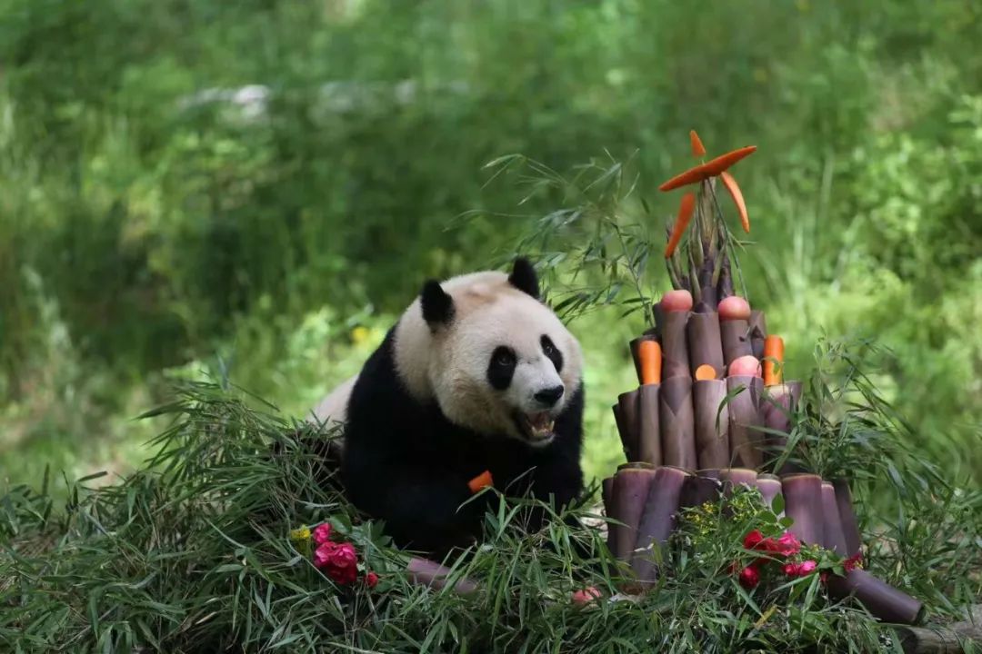 Come and see~ The famous Qinling Giant Panda Birthday "Eating Banquet ...