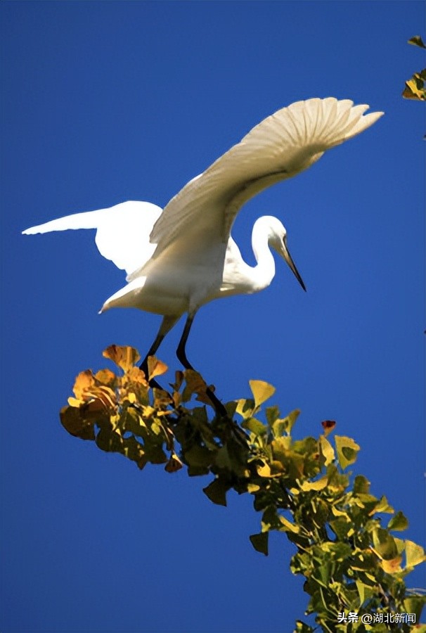 Nanzhang: Beautiful egrets dance in Wetland Park - iNEWS