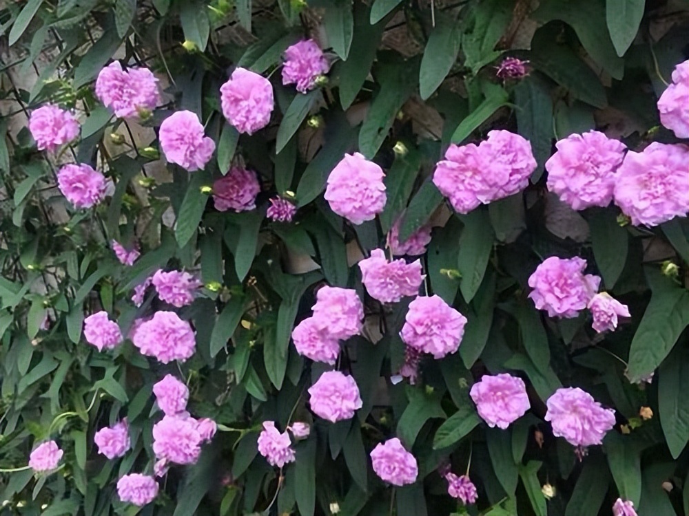 There is a yard at home, do not plant 8 kinds of "rogue flowers", they ...