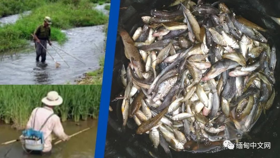 Electric shock fishing in Myanmar is increasing day by day, causing ...