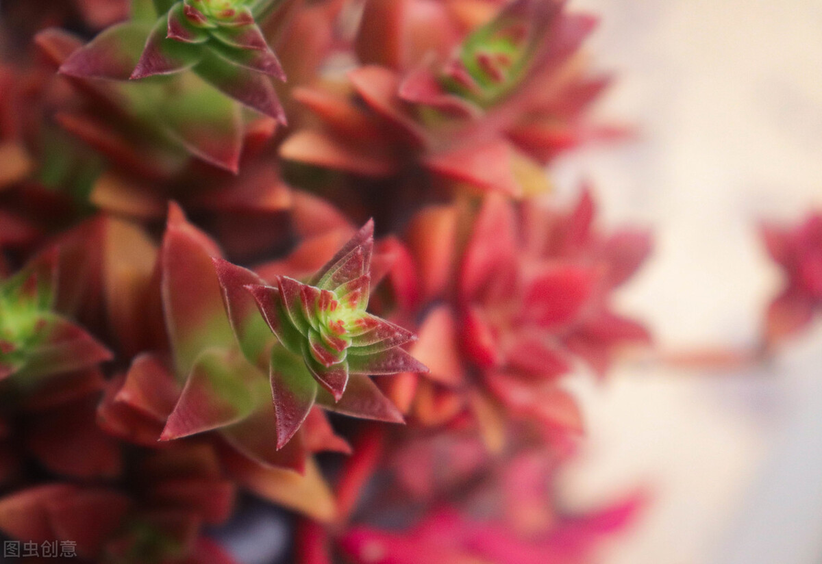 Succulent Fire Festival is also called Autumn Fire Lotus - iNEWS