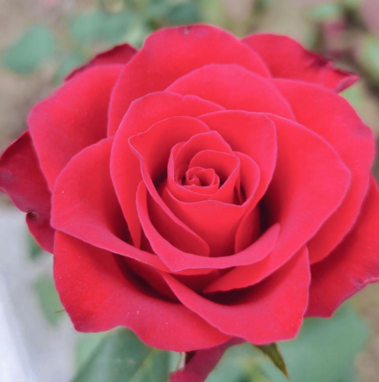 The domestic rose blooms bigger than the face, the key to remember 5 ...