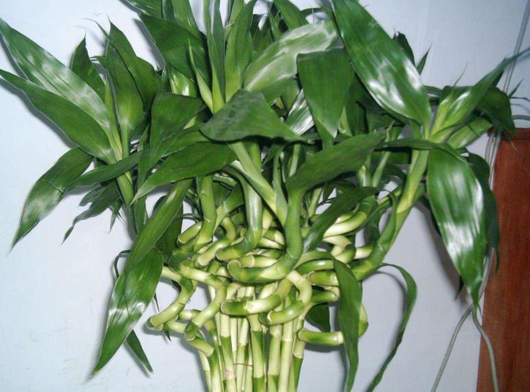 Lucky bamboo hydroponics do not pay attention to these "3 points", no ...