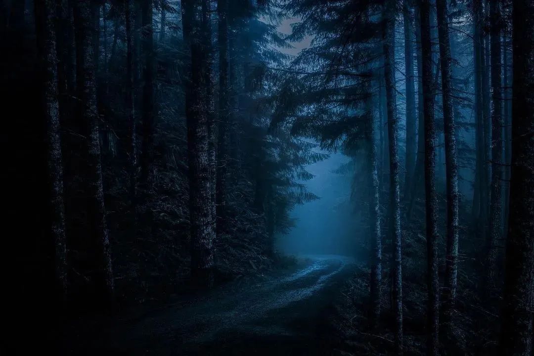 Stunning photography of dark, mysterious forests - iNEWS