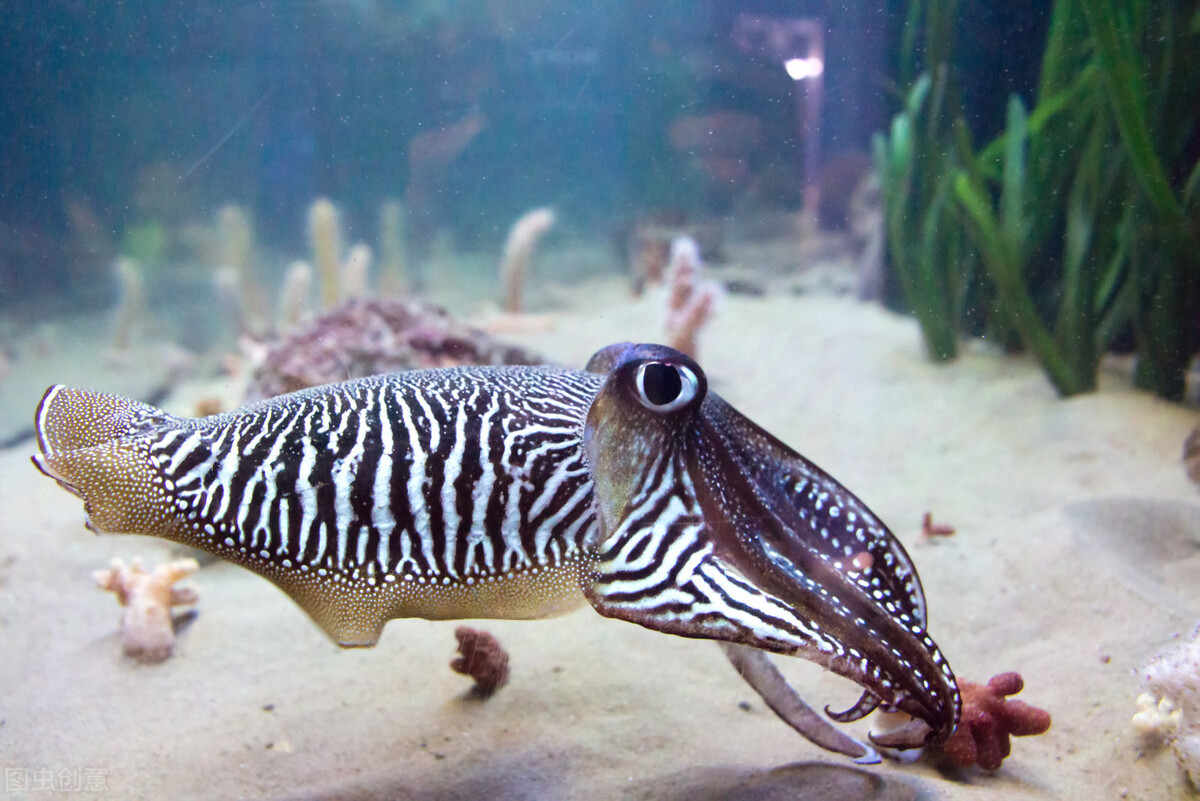 How do the squids communicate with each other in the deep ocean without ...