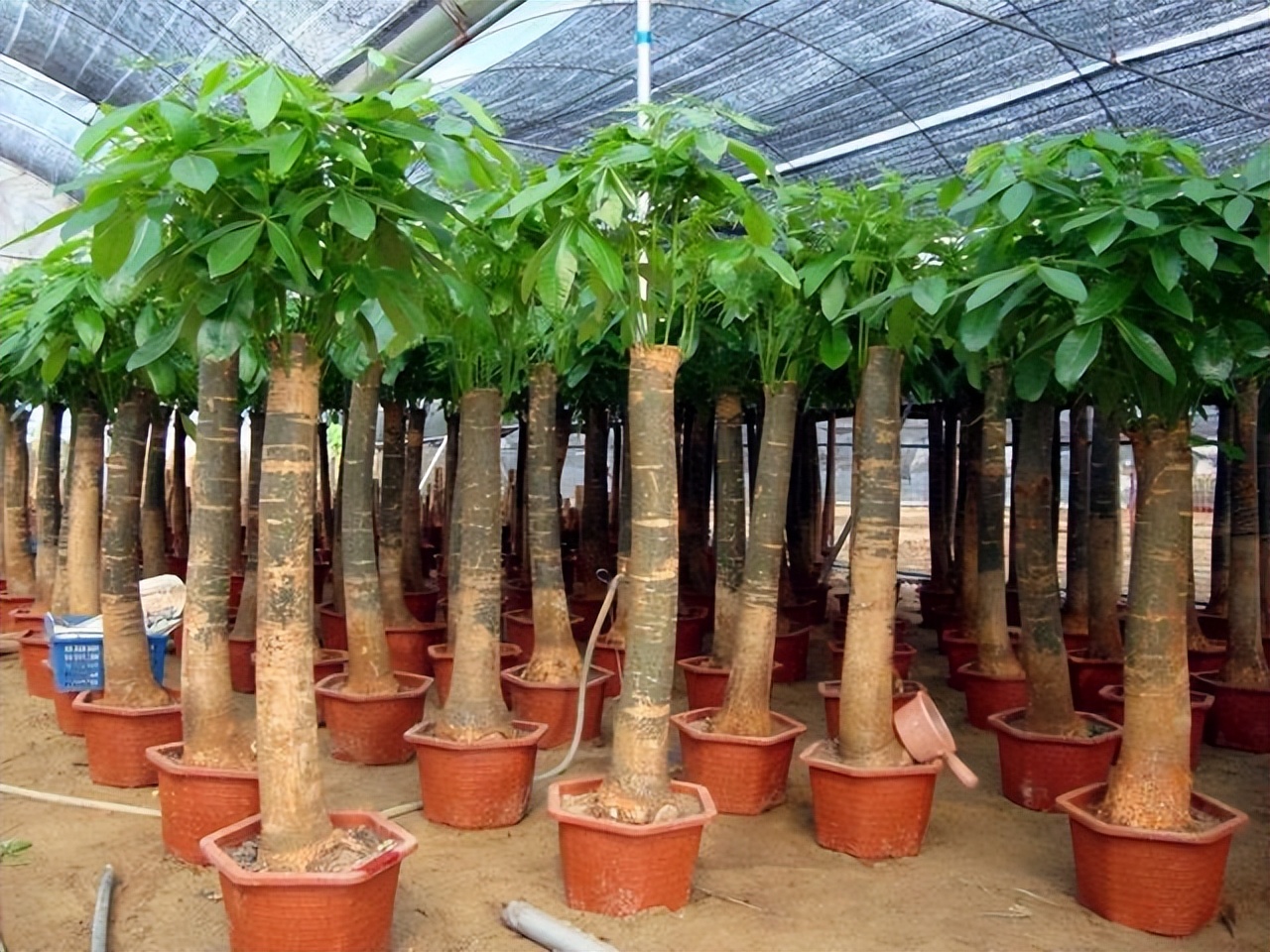 5 kinds of "wealthy flowers", "poor life" since childhood, "breeding in ...