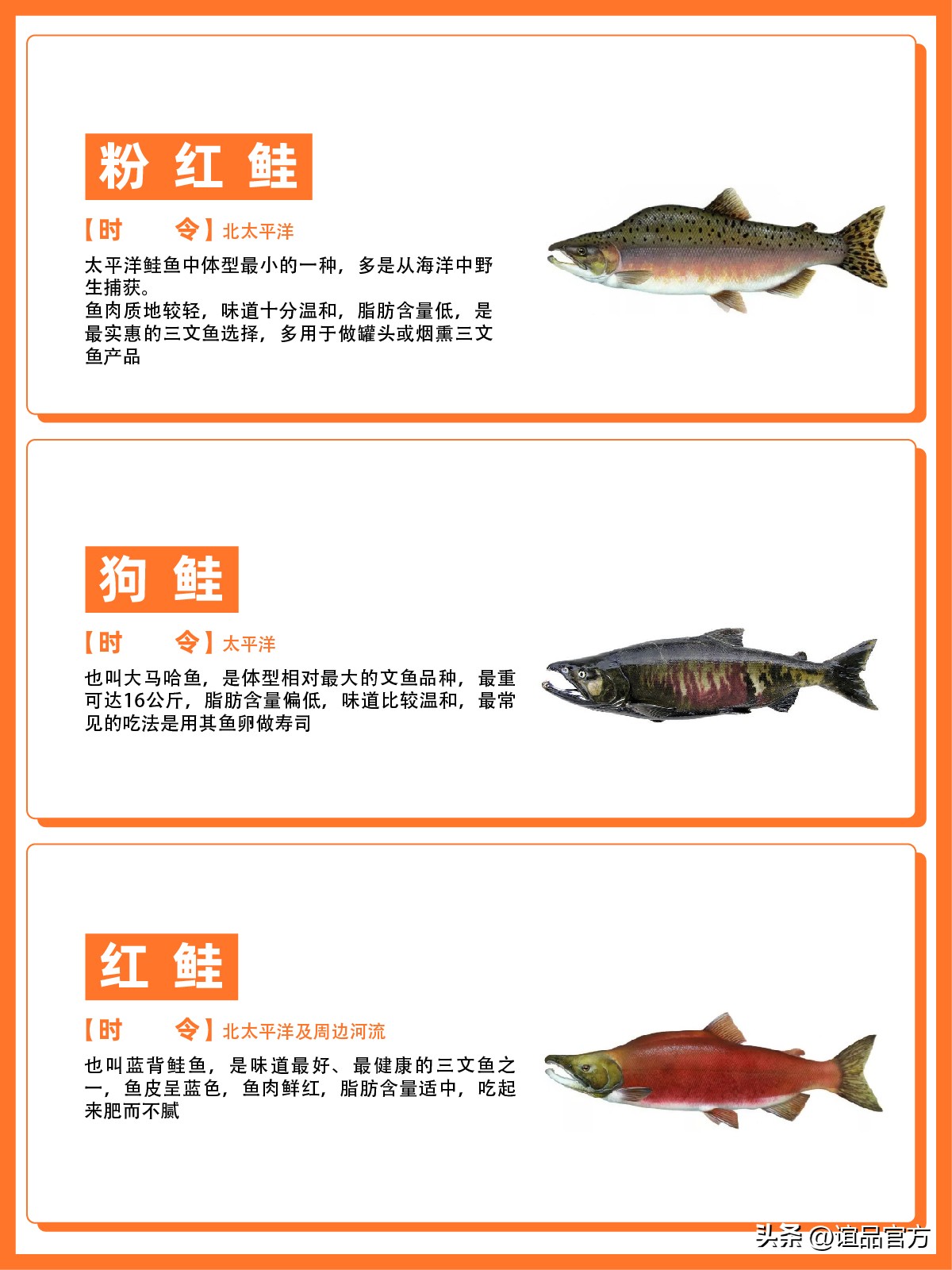 Types and taste of common salmon - iNEWS