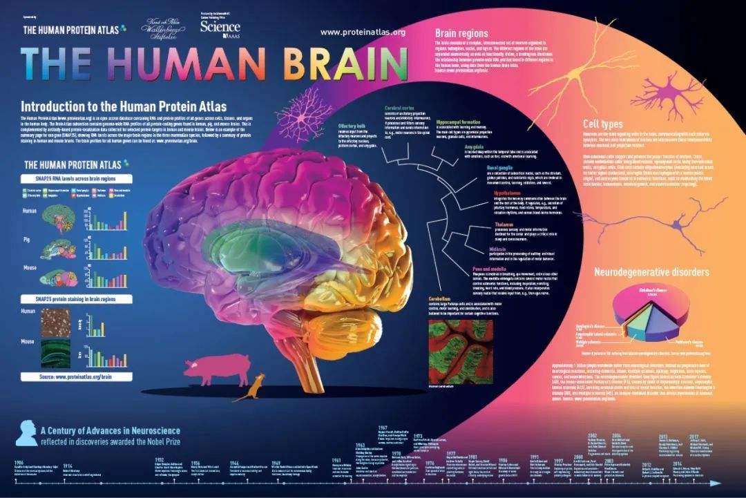Genetic information map reveals new picture of brain structure - iNEWS