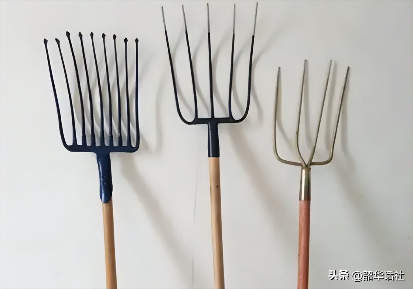 Fork Blooms: The Evolution and Glory of Fork - iNEWS