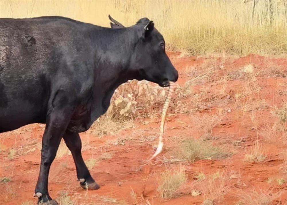 The bison killed the 1-meter-long sand python, chewed it in its mouth ...