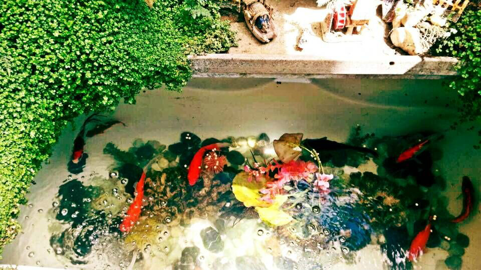 Beautiful view from the balcony, lush grass and fish playing in the ...