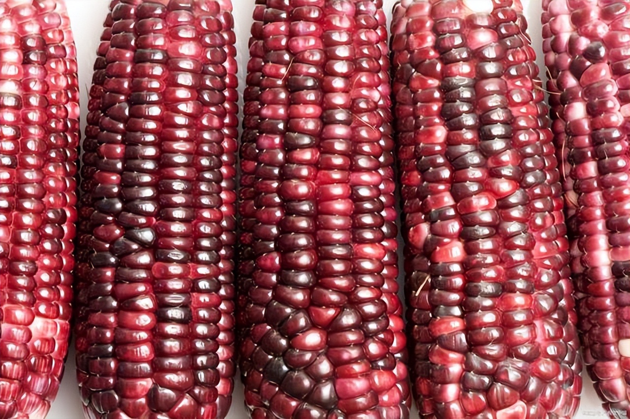 Sweet corn VS waxy corn, not all corn is suitable for you, pick tips ...