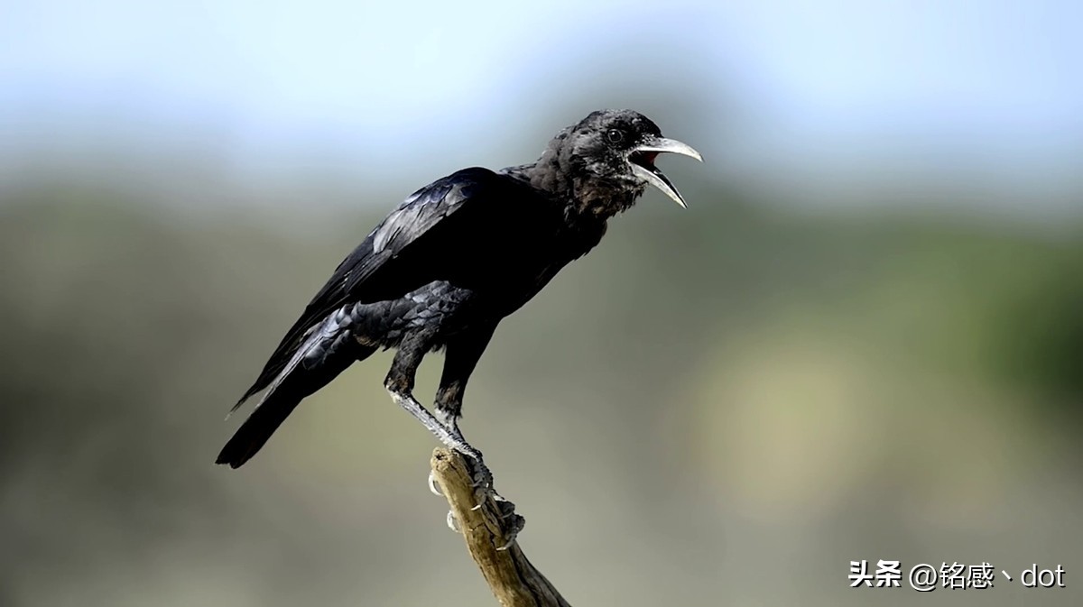 Why are crows as smart as 7-year-old humans? - iNEWS