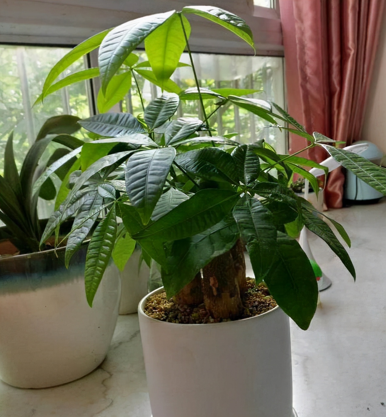 "Fortune tree" should be lush and leafy, cut a "knife", add a "material ...