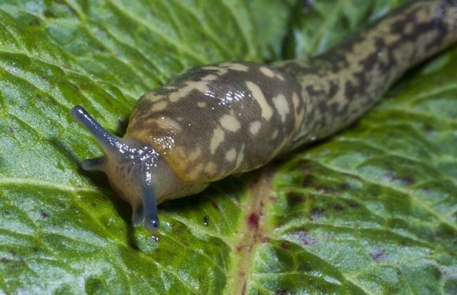 Why do you suddenly have slugs in your house? Why are there slugs ...
