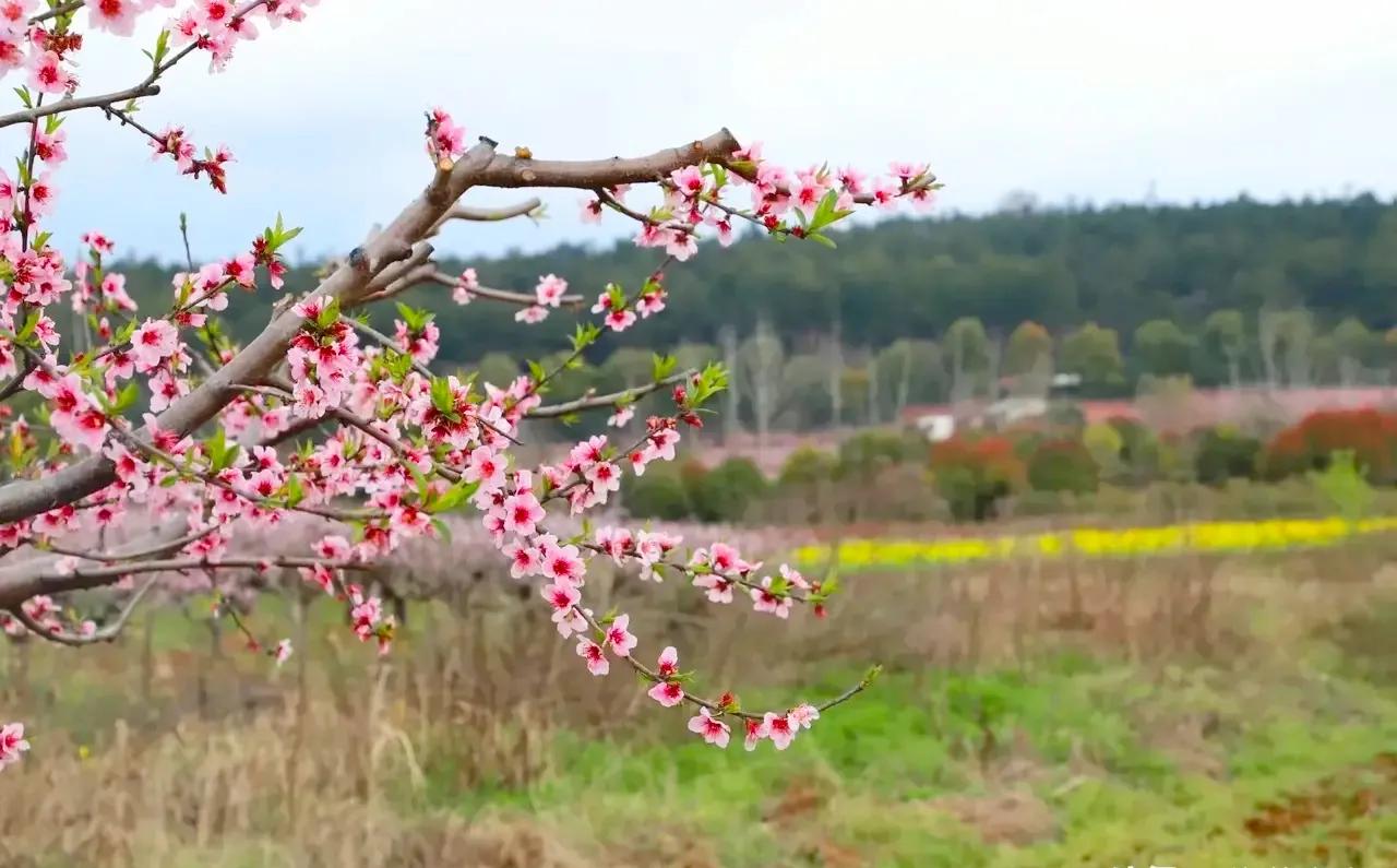 Spring Scenery. Spring Love (Three Songs) [Original]. Seven Words - iNEWS