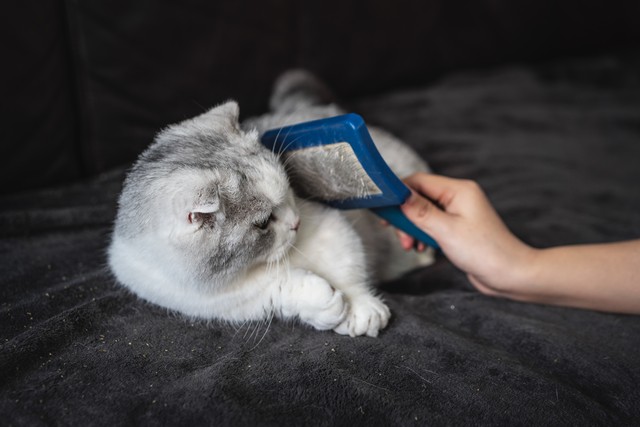 Effective ways to clean cat hair: make your home more clean and ...