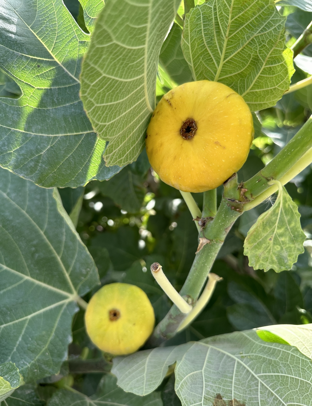 Famous singer Alimu's new song "Artush's Fig" is online - iMedia