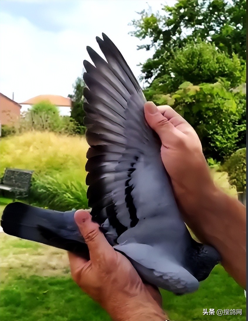 Chris' new race will be bred from super pigeon Krista (already ...