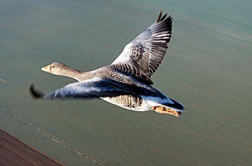 The Seven Wonders of Wild Geese Flying South - iNEWS