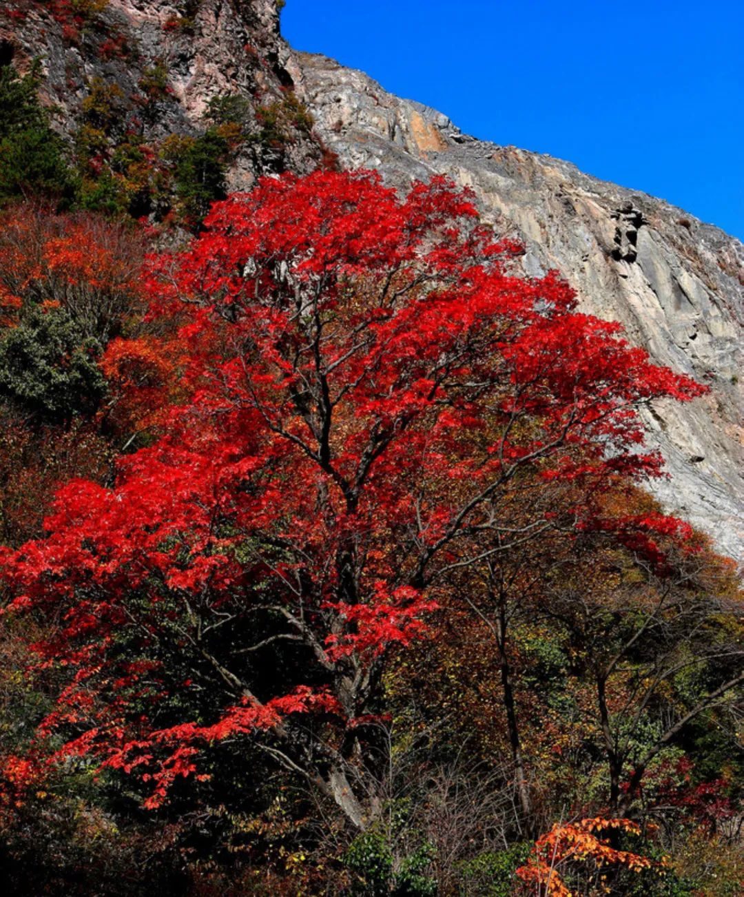 Who overturned the "color palette" in Aba Prefecture?Late autumn color ...