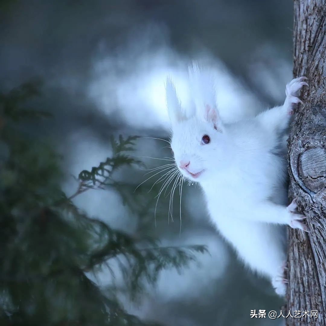 The very rare white squirrel in the world, the elf in the snow - iNEWS