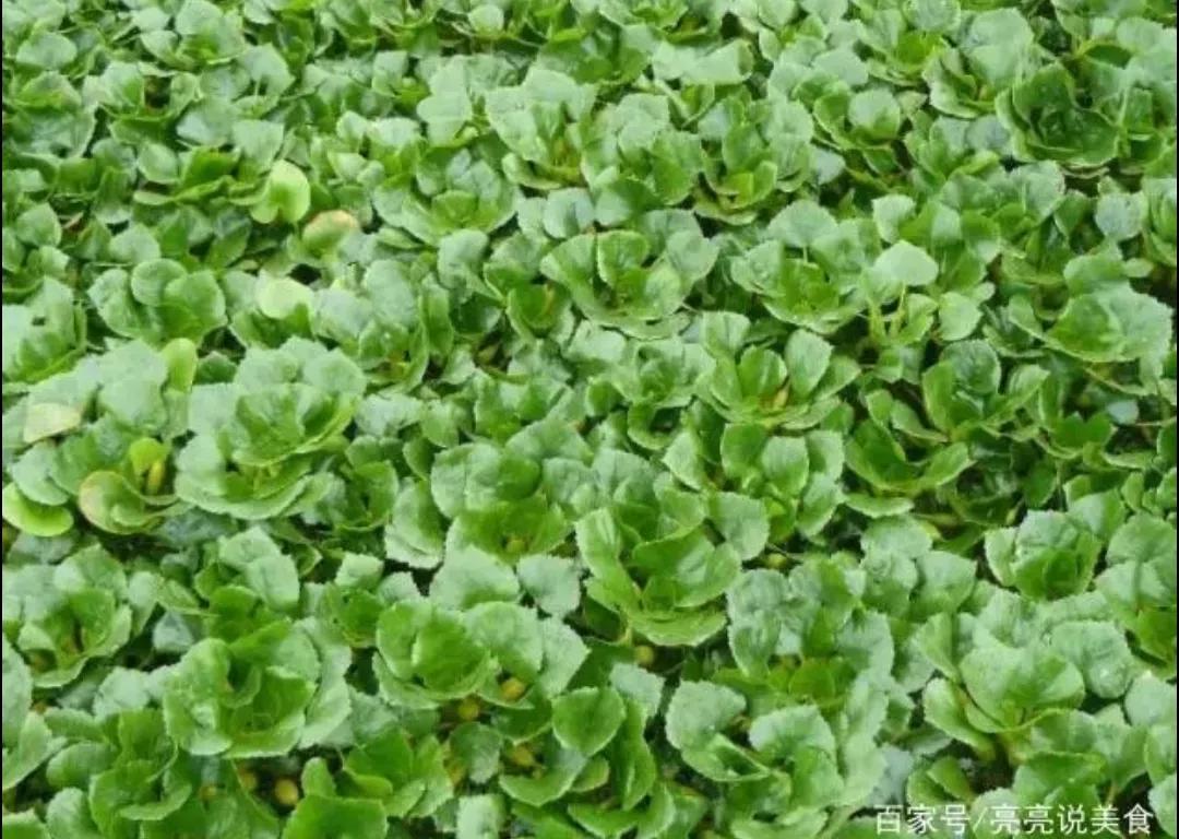 Water chestnut, an aquatic plant that can be seen everywhere, was once ...