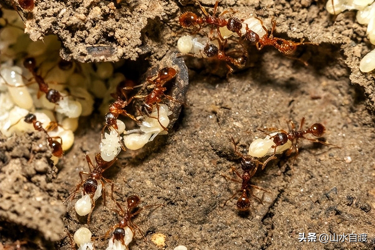 What would happen if ants disappeared from the face of the earth? - iNEWS