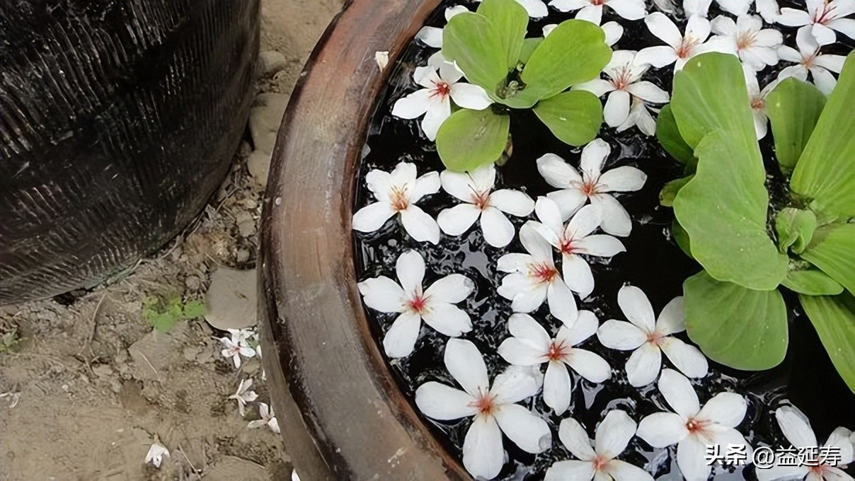 On February 2, the dragon raises its head, and "Dragon Qi" ushers in a ...