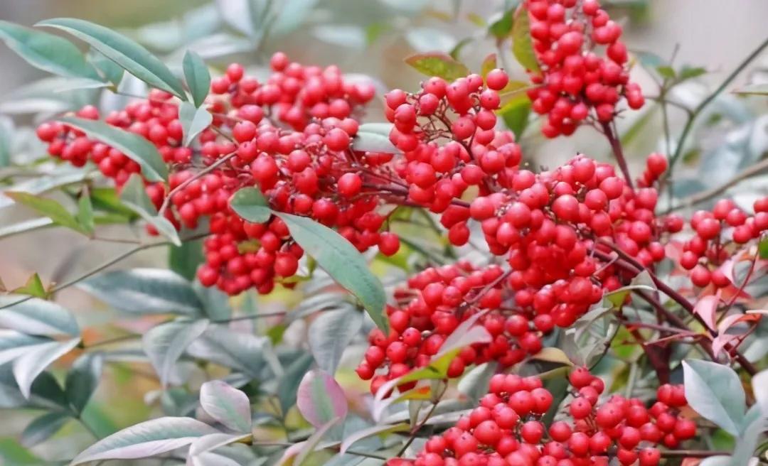 Sharing——The tree is beautiful, upright and straight, with many red ...