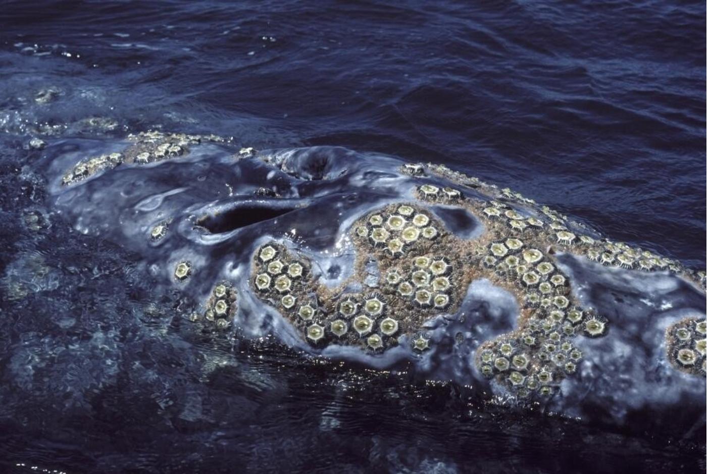 How much damage do barnacles do to animals?The overlord whale can't ...