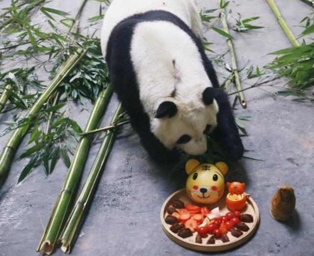 About the National Treasure Giant Panda - iMedia