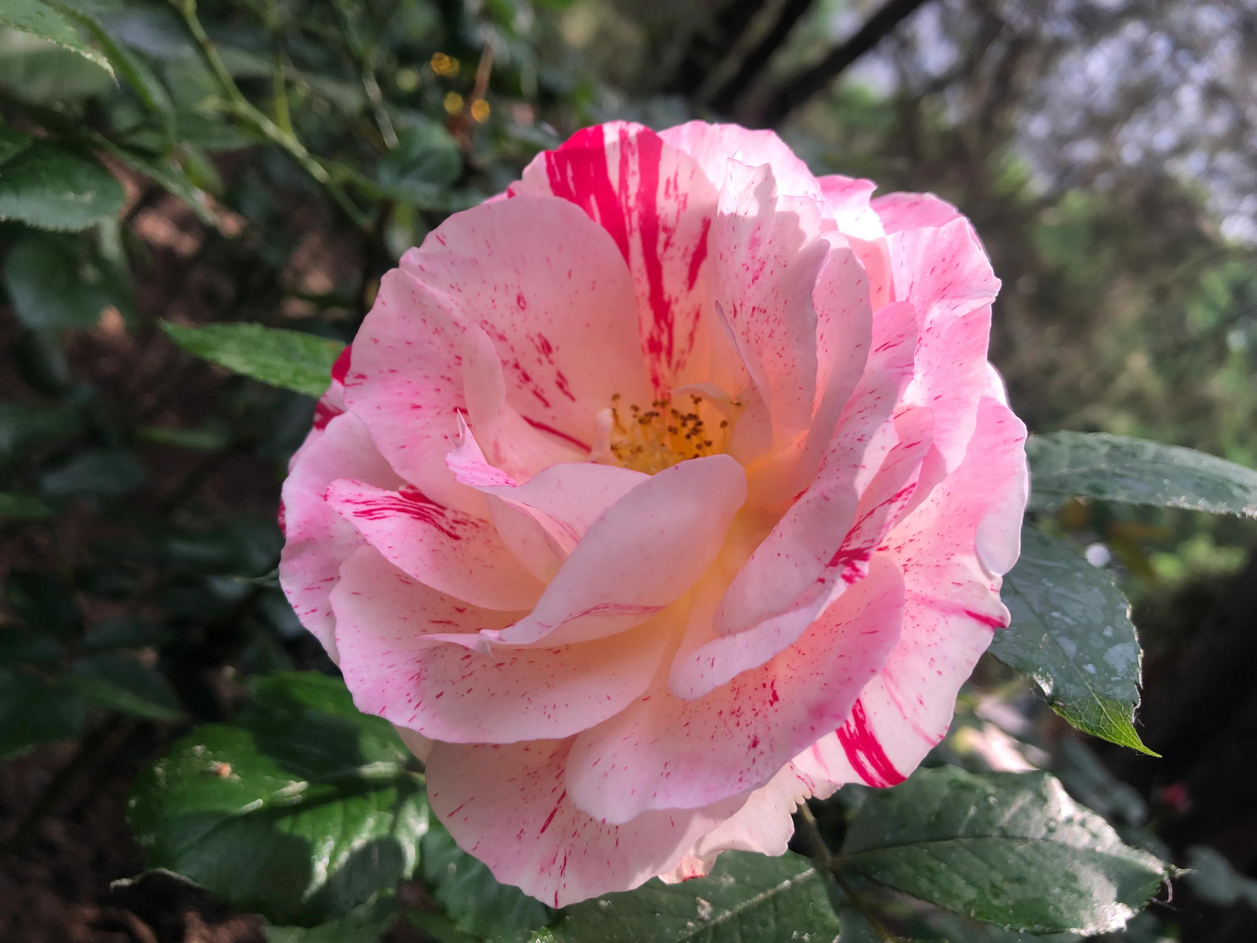 Why is there no rose in Tang poetry? Why are roses and roses so similar ...