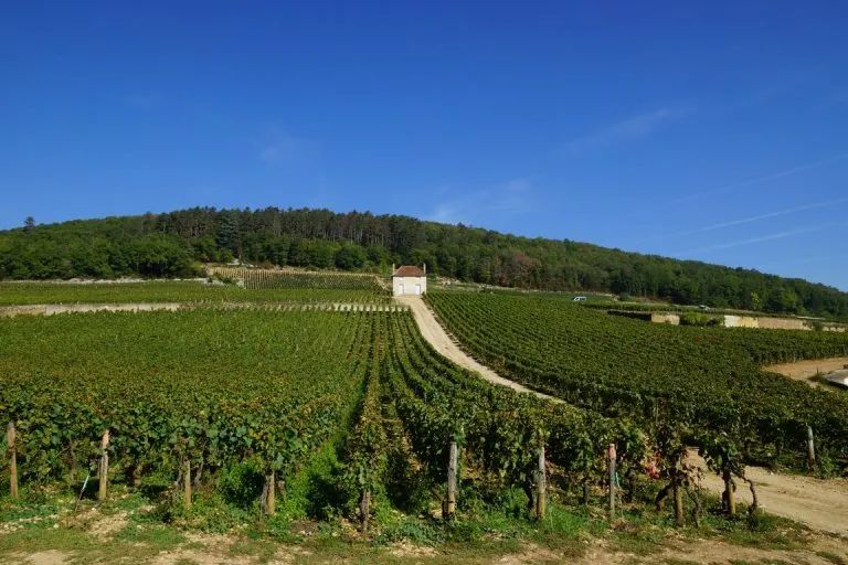 A special Monopole (exclusive garden) in Burgundian terminology - iNEWS