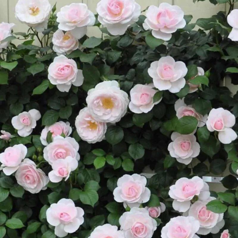 Magnificent Rose Rose in Granville - iMedia