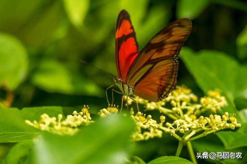 10 Surprising Facts You Need to Know About Monarch Butterflies - iNEWS