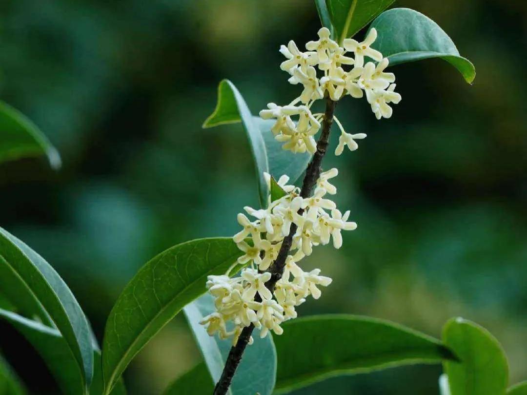 Chinese Osmanthus • Silver Osmanthus - iMedia