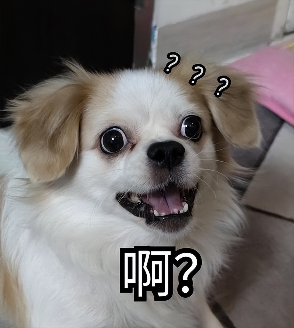 These kinds of "unfamiliar" dogs, the owner calls out: disloyal - iNEWS