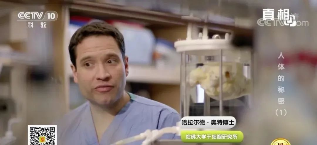 CCTV documentary "Truth: The Secret of the Human Body": Stem cells have ...