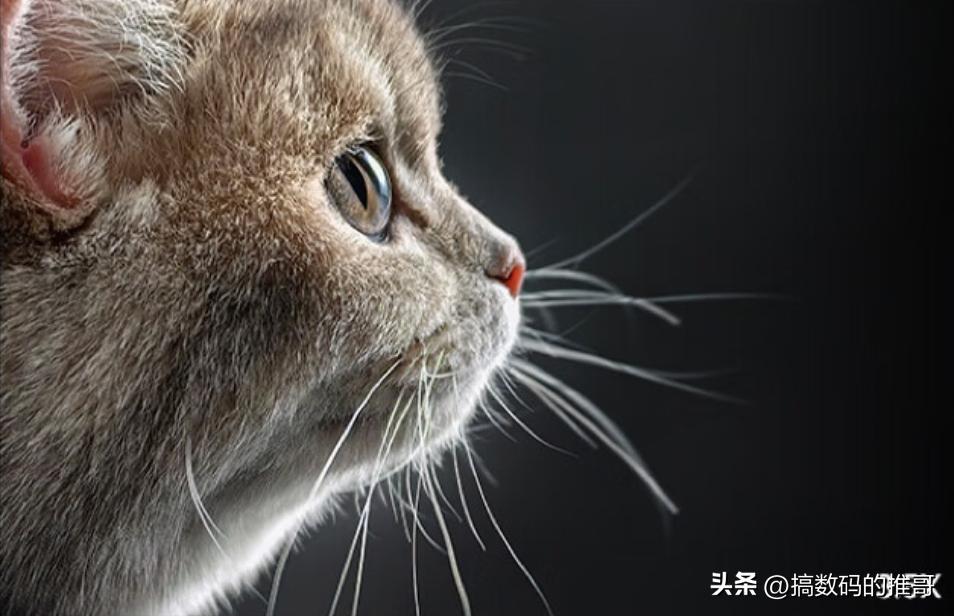 What are the chances of Huawei P60 Pro vs. Honor Magic5 Pro? the answer may surprise you - iMedia