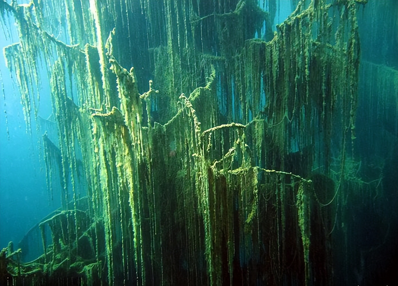 Exploring the ecosystem and biodiversity of ancient underwater forests ...