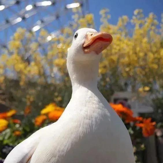 Seriously, duckling is so cool - iNEWS