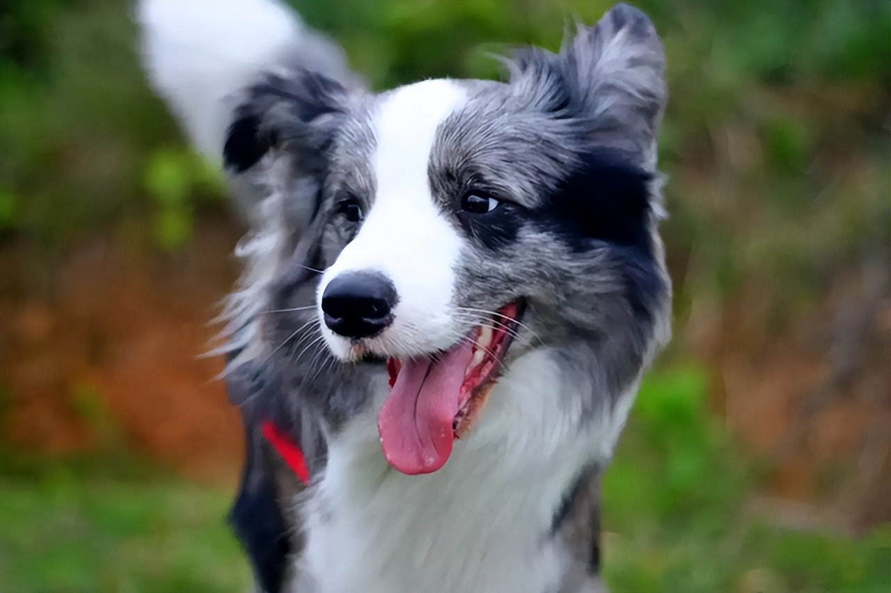 Border collie has a lot of advantages, you must raise one after reading ...