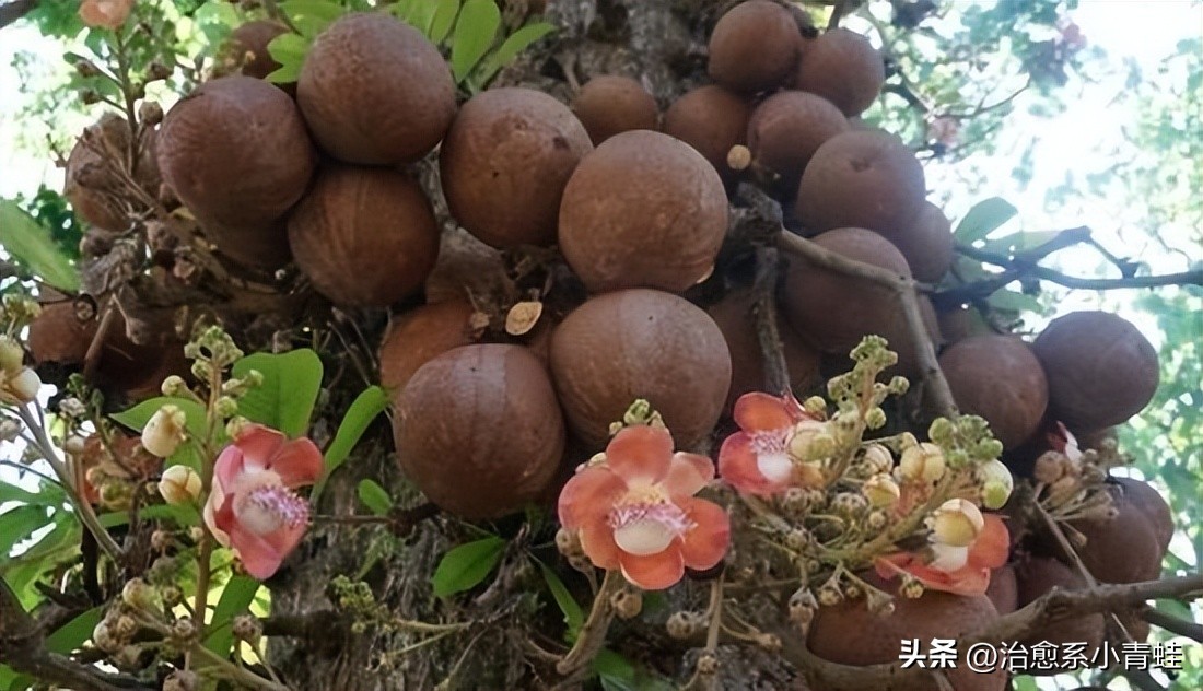 The world's most dangerous bomb tree "explodes" - iNEWS