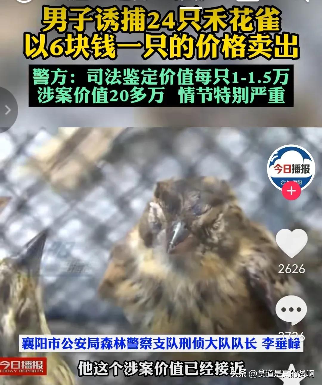 In Stephen Chow's movie God of Cookery, someone caught 24 of them, and ...